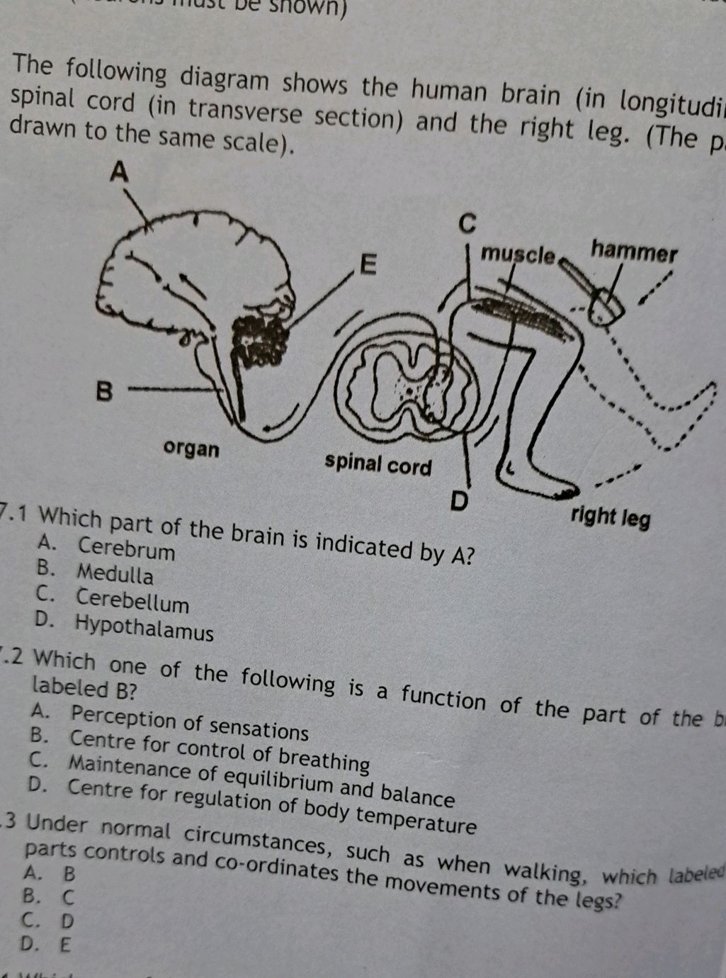 The following diagram shows the human brain | StudyX