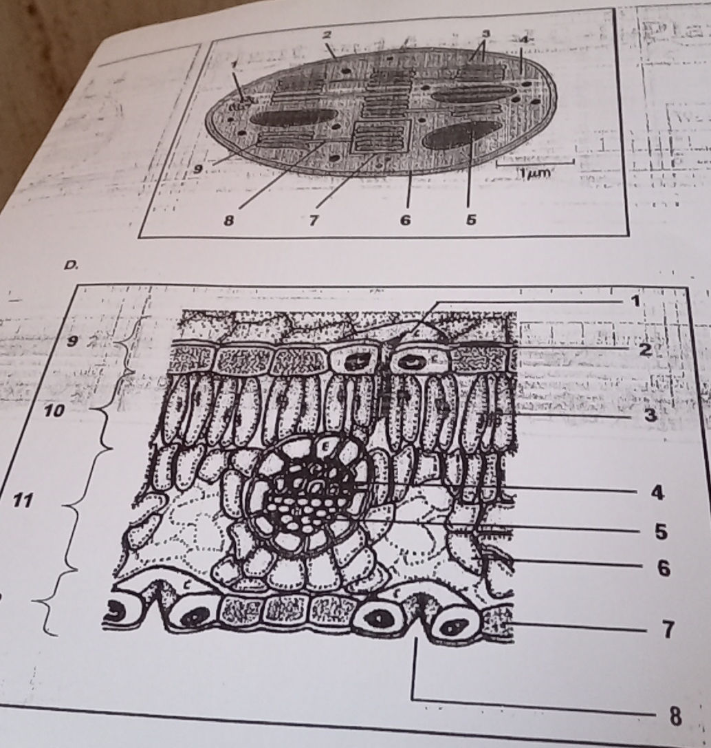 The image contains two diagrams with | StudyX