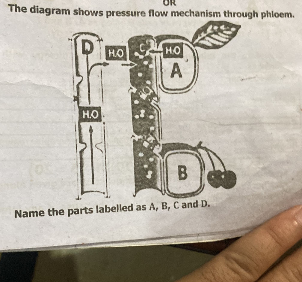The diagram shows pressure flow mechanism | StudyX