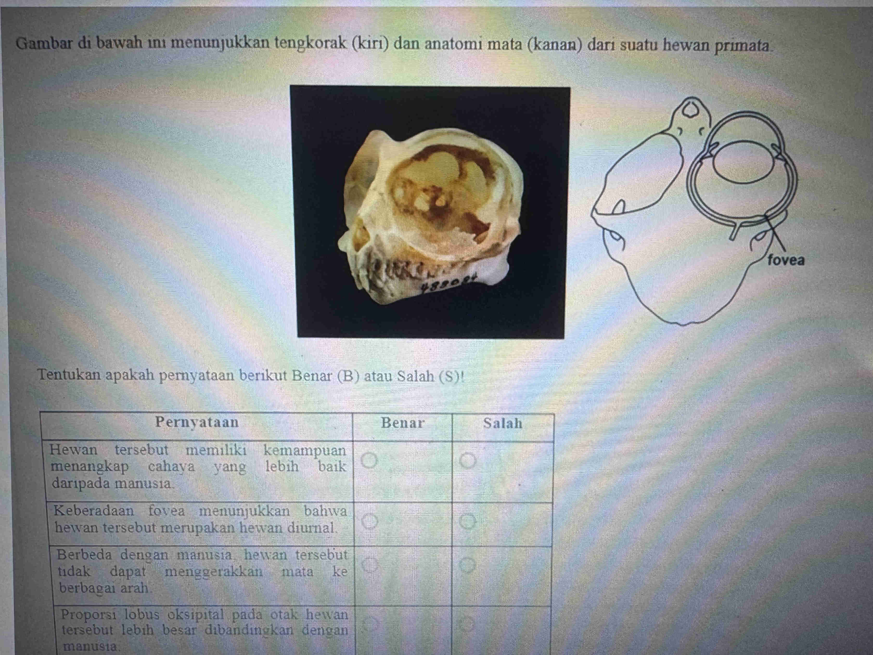 Gambar di bawah ini menunjukkan tengkorak | StudyX
