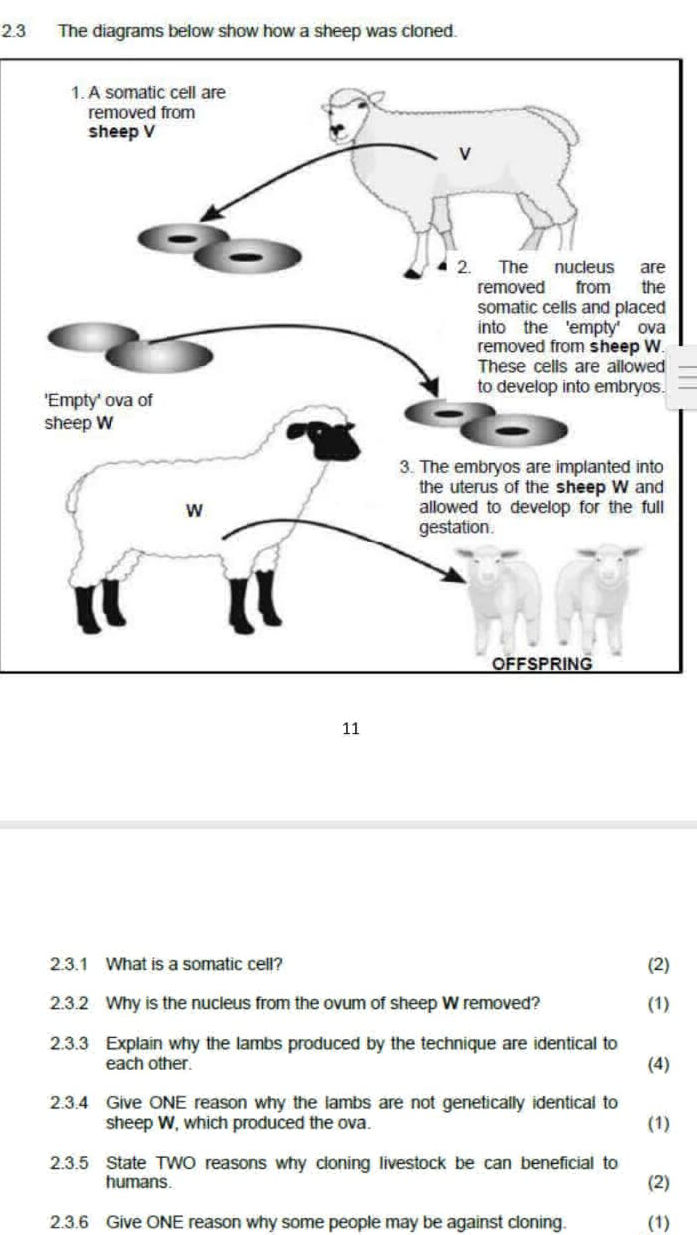 2.3 The diagrams below show how a sheep was | StudyX