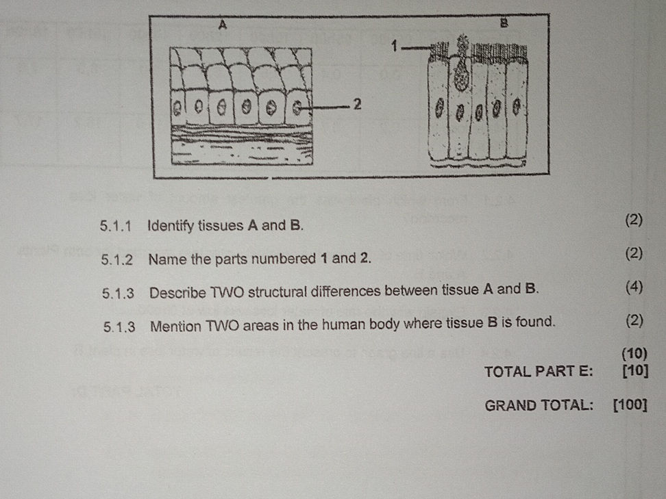 5.1.1 Identify tissues A and B. 5.1.2 Name | StudyX