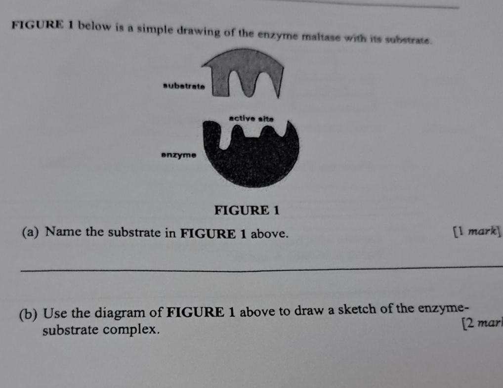 FIGURE 1 below is a simple drawing of the | StudyX