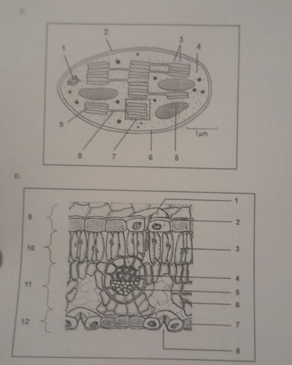 The image contains two diagrams with labeled | StudyX