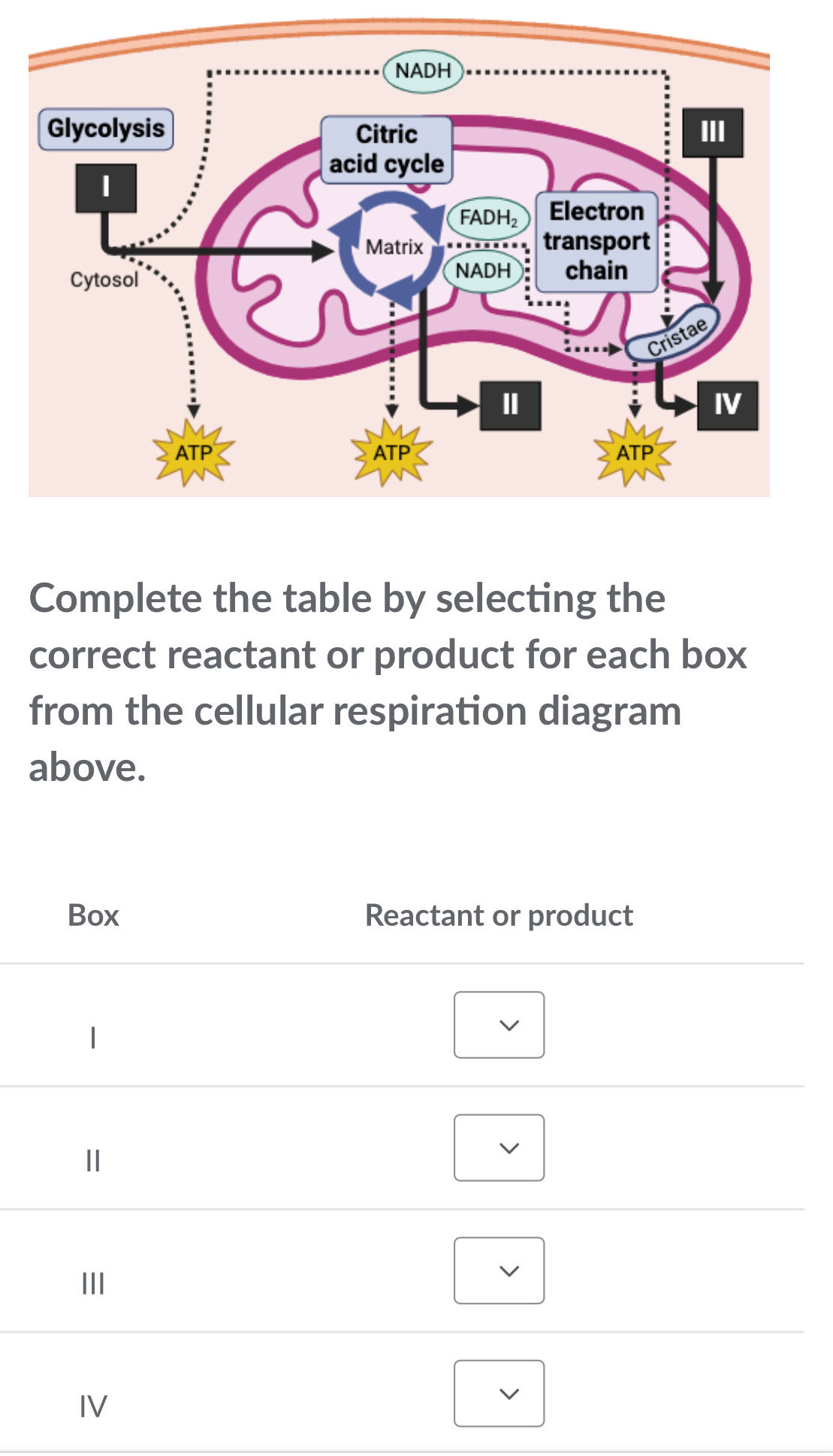 Complete the table by selecting the correct | StudyX