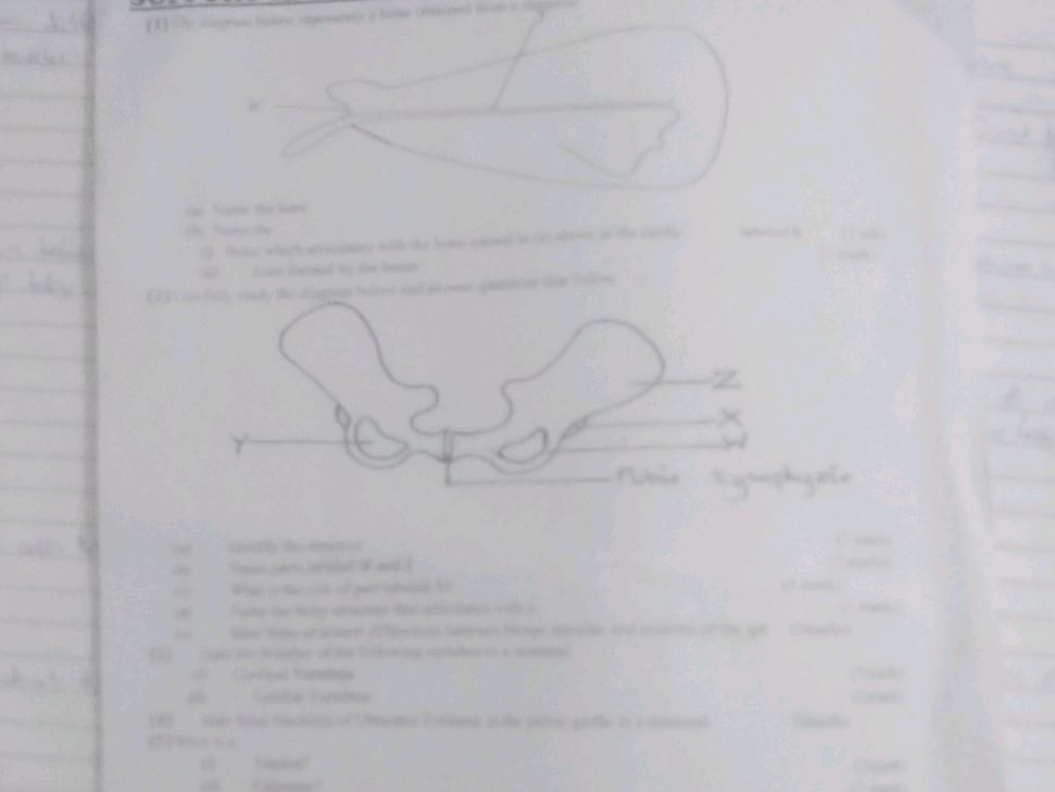 (1) The diagram below represents a bone | StudyX
