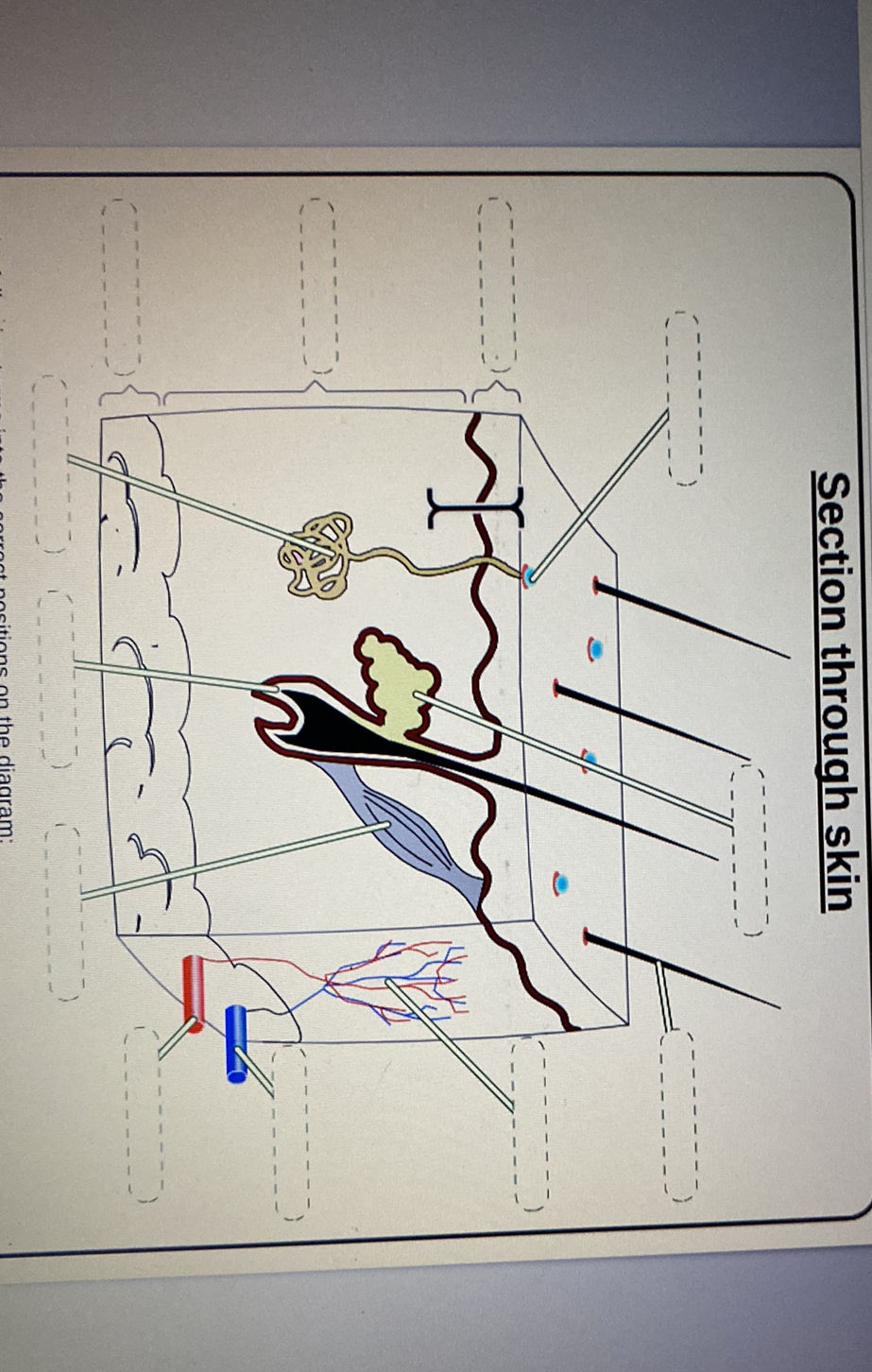 Section through skin Label the parts of the | StudyX
