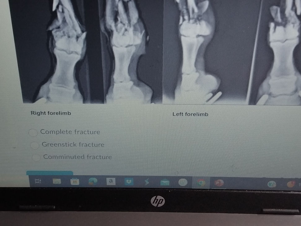Right forelimb Complete fracture Greenstick | StudyX