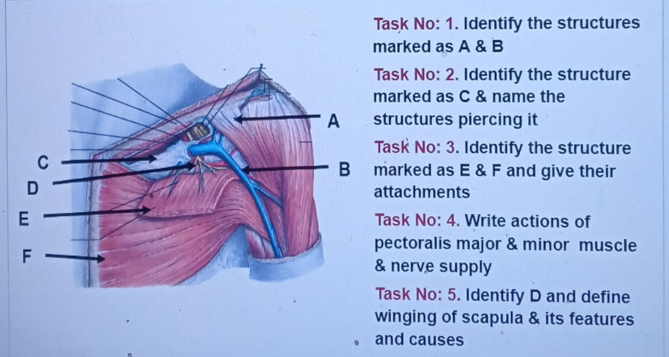 Task No: 1. Identify the structures marked | StudyX