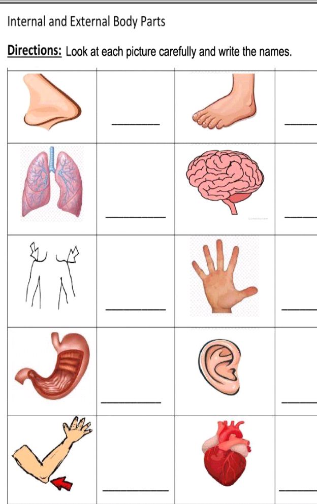 Internal and External Body Parts | StudyX