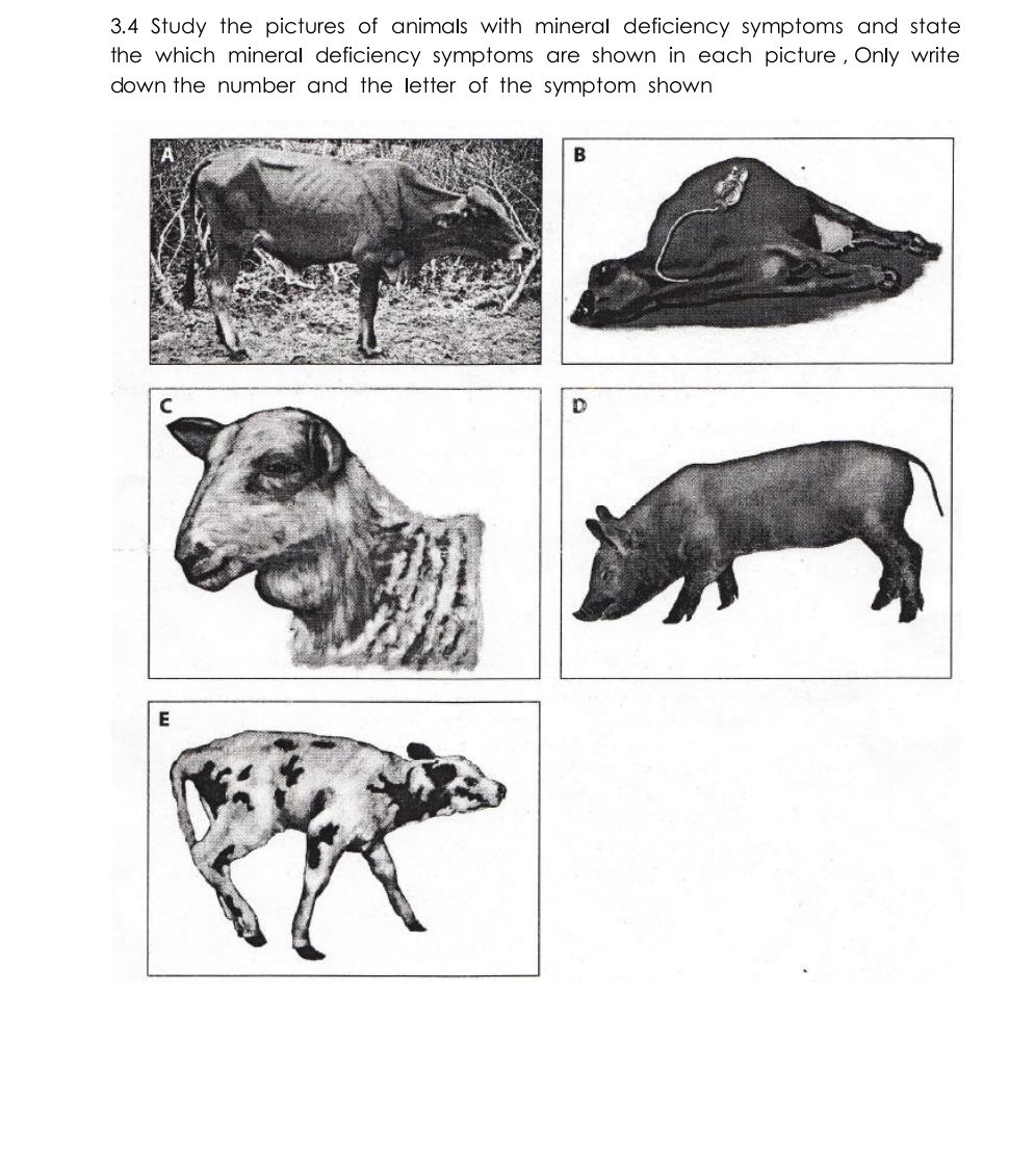 3.4 Study the pictures of animals with | StudyX
