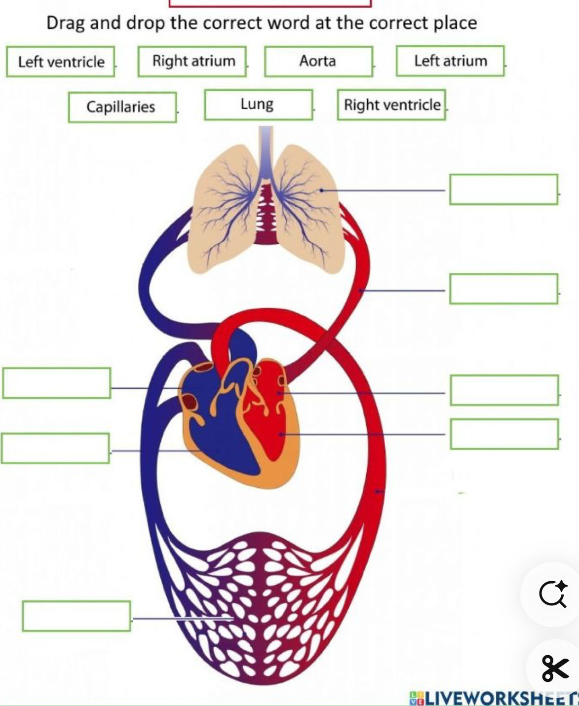 Drag and drop the correct word at the | StudyX