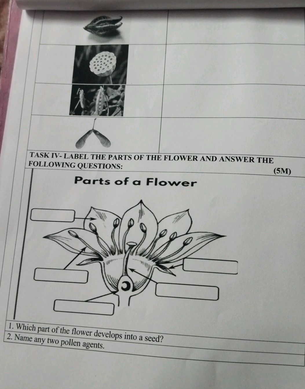 TASK IV- LABEL THE PARTS OF THE FLOWER AND | StudyX