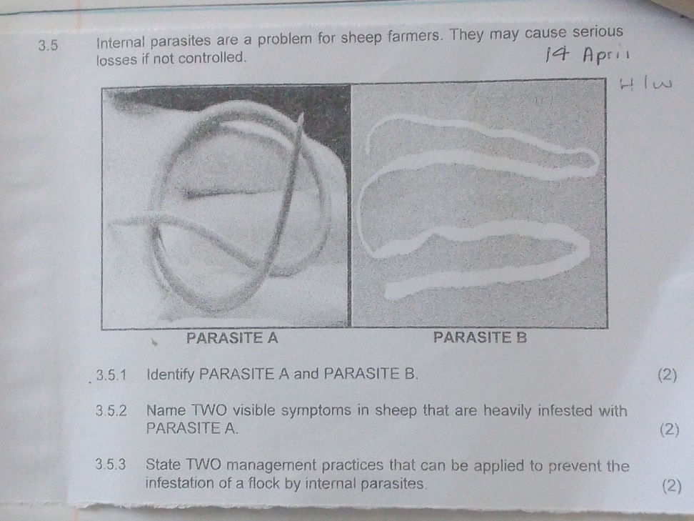 3. 5 Internal parasites are a problem for | StudyX