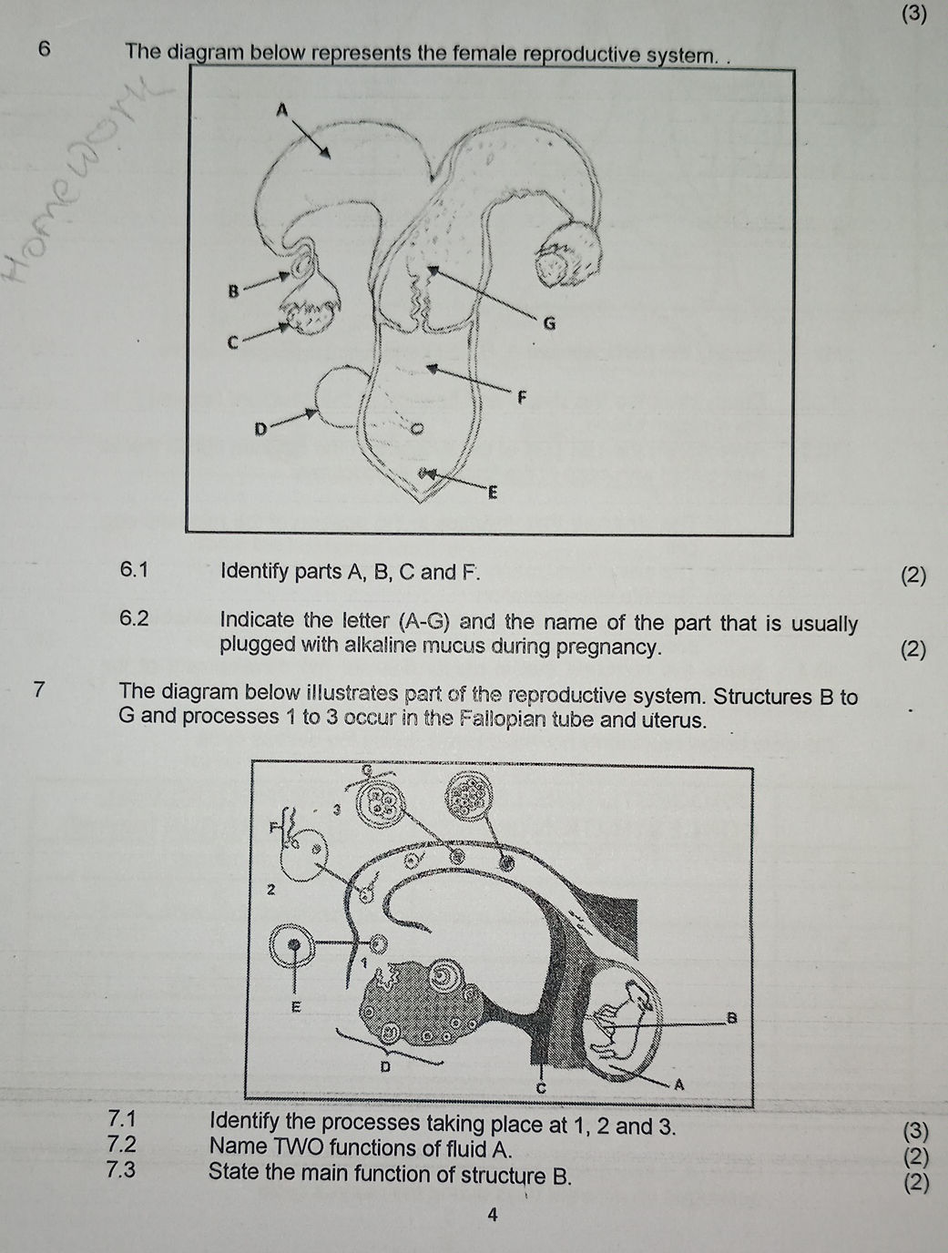 6 The diagram below represents the female | StudyX
