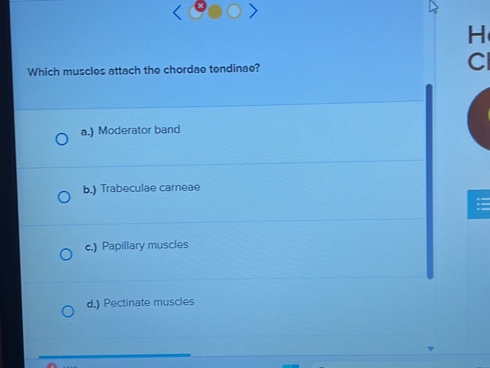 Which muscles attach the chordae tendinae? | StudyX