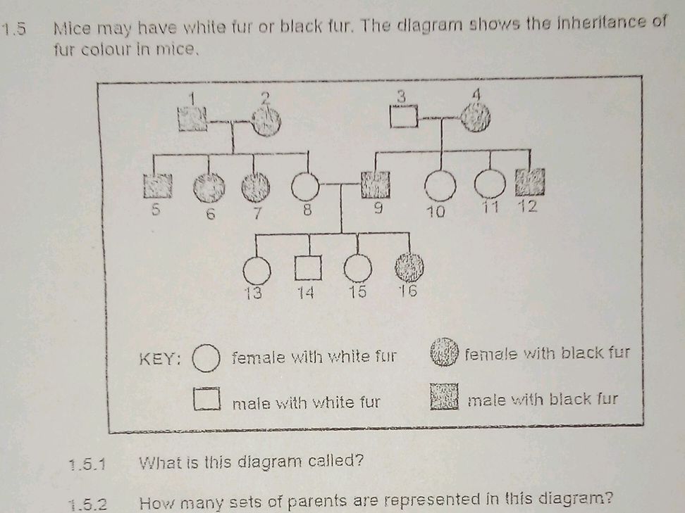 Mice may have white fur or black fur. The | StudyX
