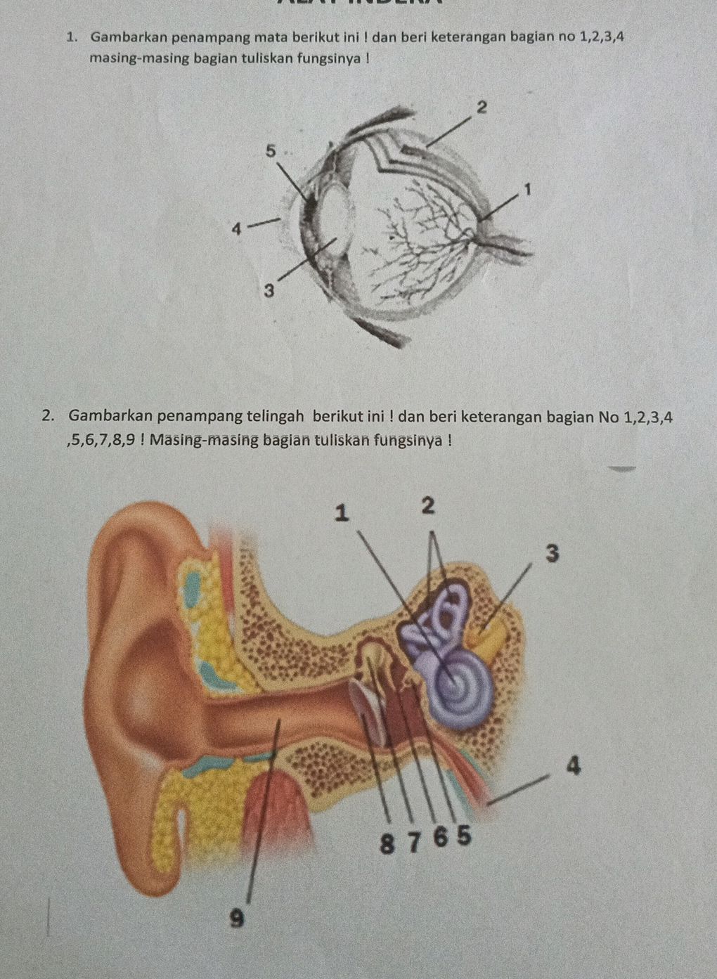 1. Gambarkan penampang mata berikut ini! dan | StudyX