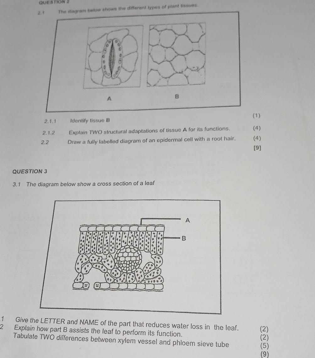 QUESTION 2 2.1 The diagram below shows the | StudyX