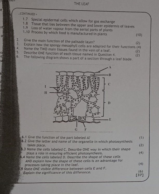 2. Give the main function of the palisade | StudyX