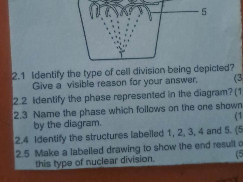 2.1 Identify the type of cell division being | StudyX