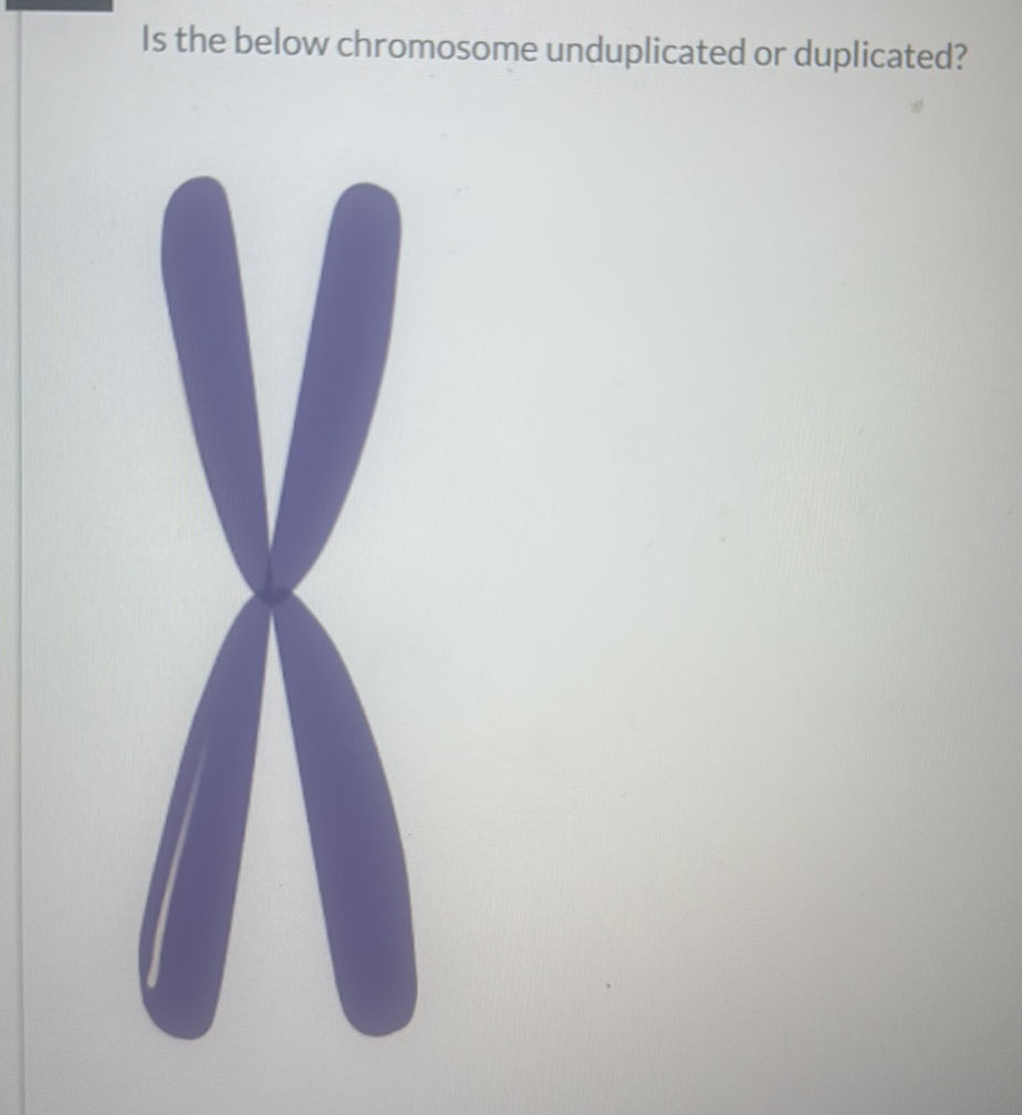 Is the below chromosome unduplicated or | StudyX