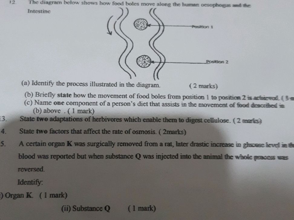 12. The diagram below shows how food boles | StudyX