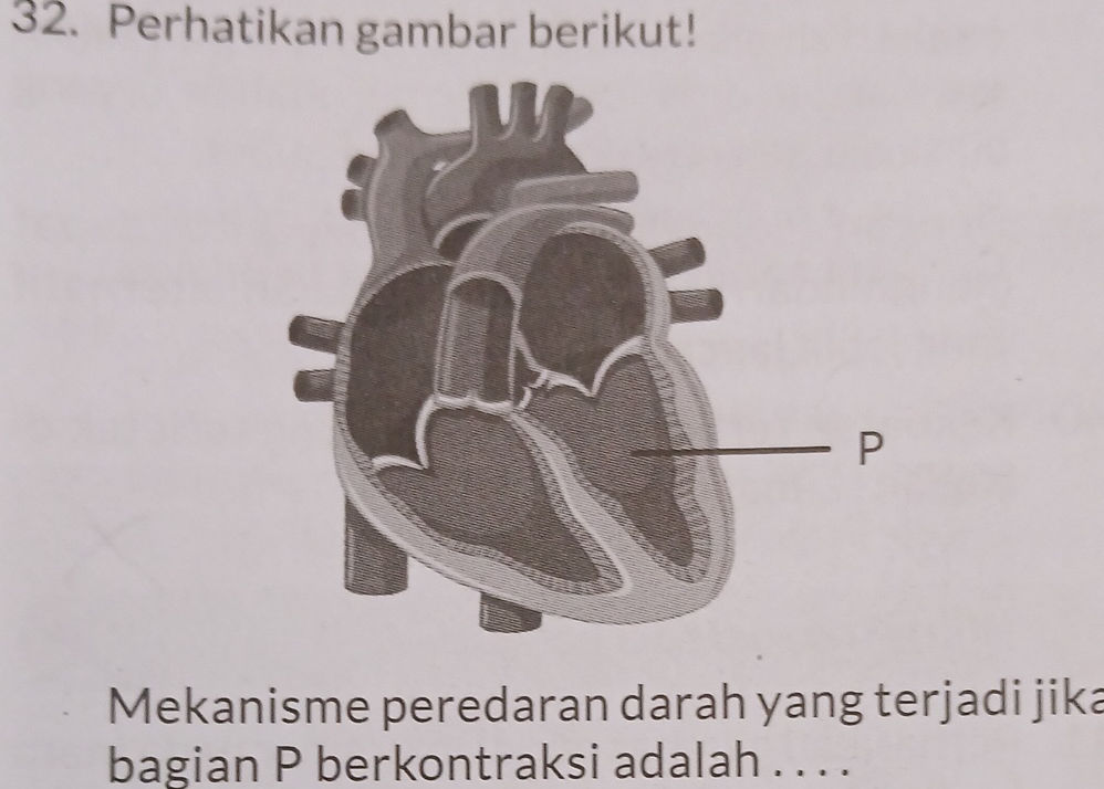 32. Perhatikan gambar berikut! ![Heart | StudyX