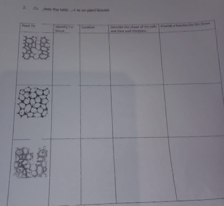 Complete the table on plant tissues. | | StudyX