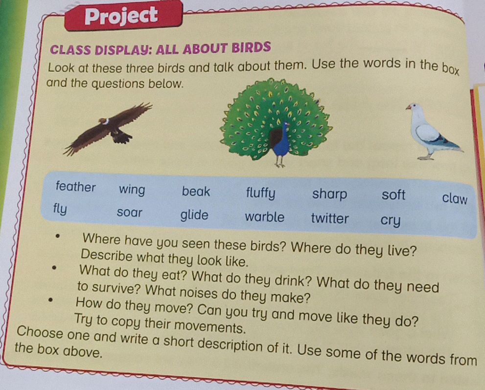 CLASS DISPLAY: ALL ABOUT BIRDS Look at these | StudyX