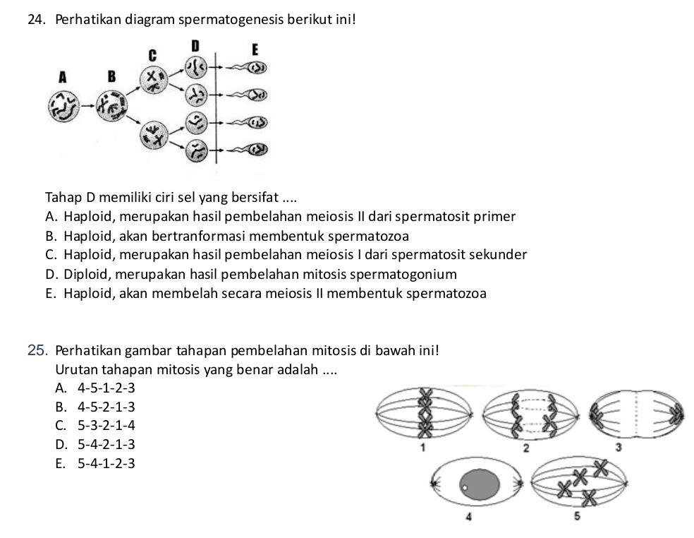 24. Perhatikan diagram spermatogenesis | StudyX