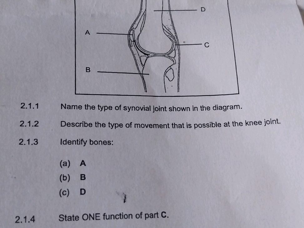 2.1.1 Name the type of synovial joint shown | StudyX