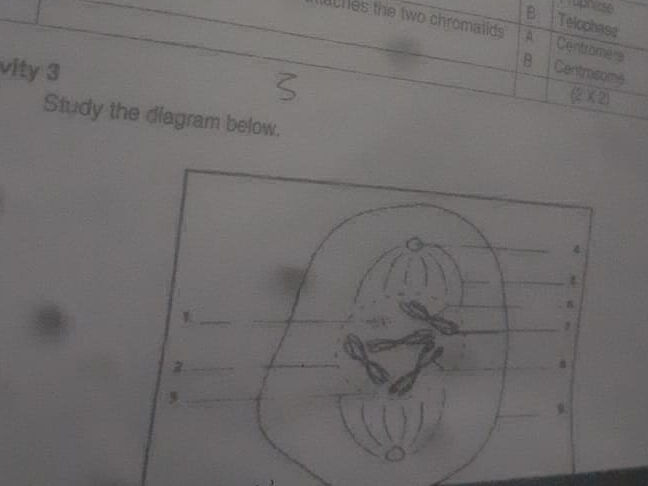 Study the diagram below. B. Telophase A | StudyX