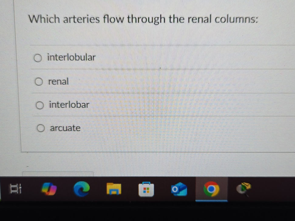 Which arteries flow through the renal | StudyX