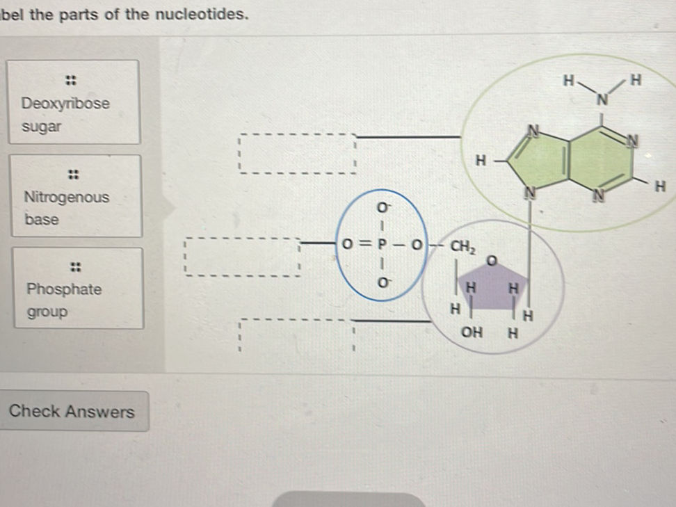 Label the parts of the nucleotides. | StudyX