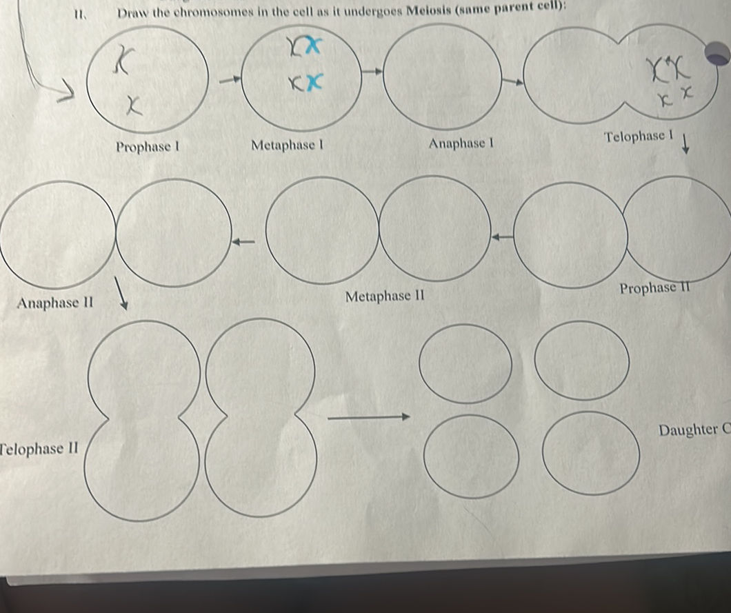 11. Draw the chromosomes in the cell as it | StudyX