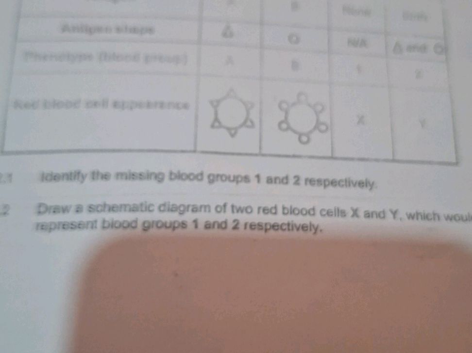Identify the missing blood groups 1 and 2 | StudyX