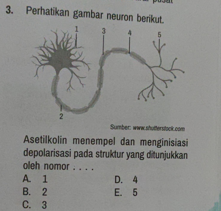 3. Perhatikan gambar neuron berikut. | StudyX