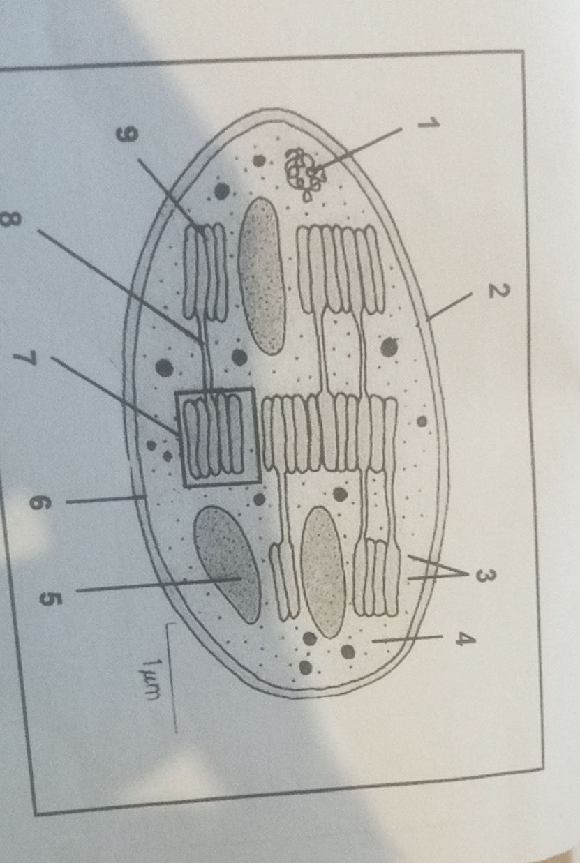 The image is a diagram of a chloroplast. The | StudyX