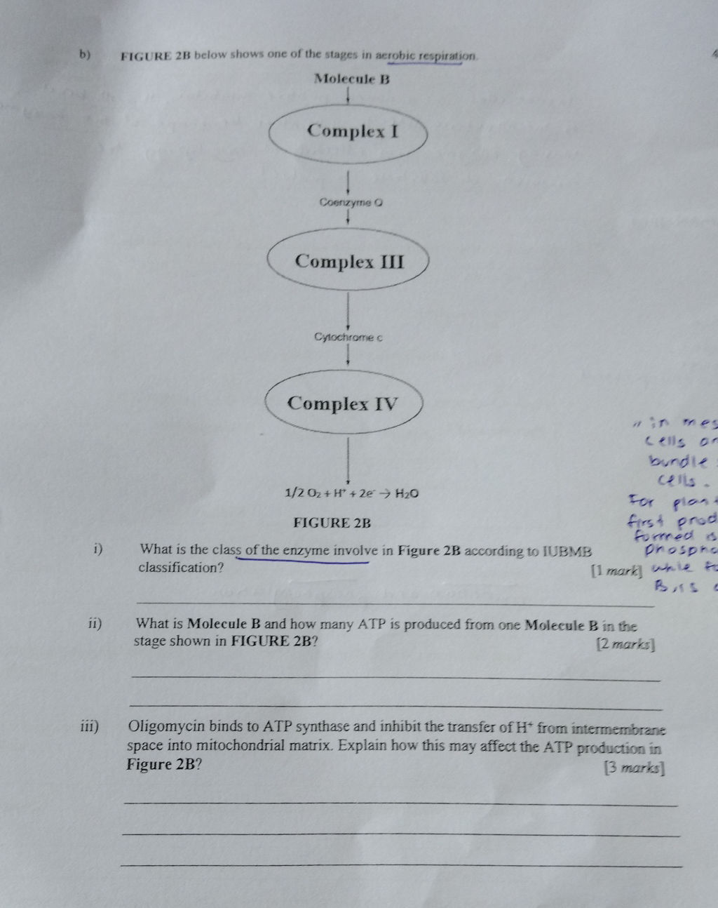 i) What is the class of the enzyme involve | StudyX