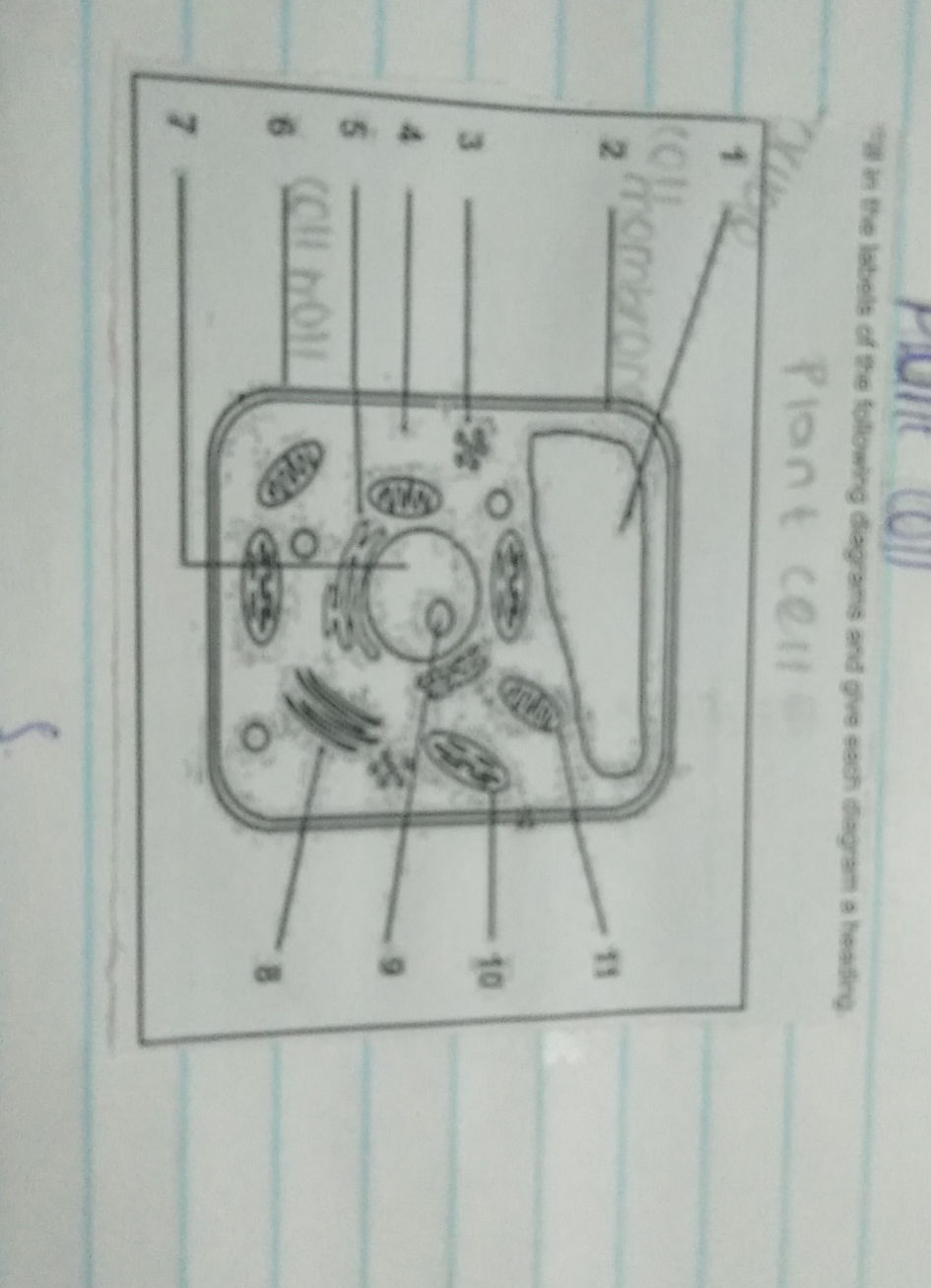 Fill in the labels of the following diagrams | StudyX
