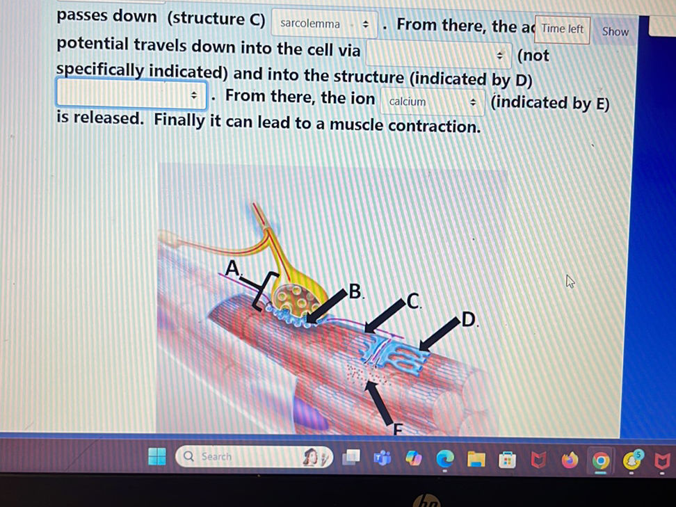 passes down (structure C) sarcolemma. From | StudyX