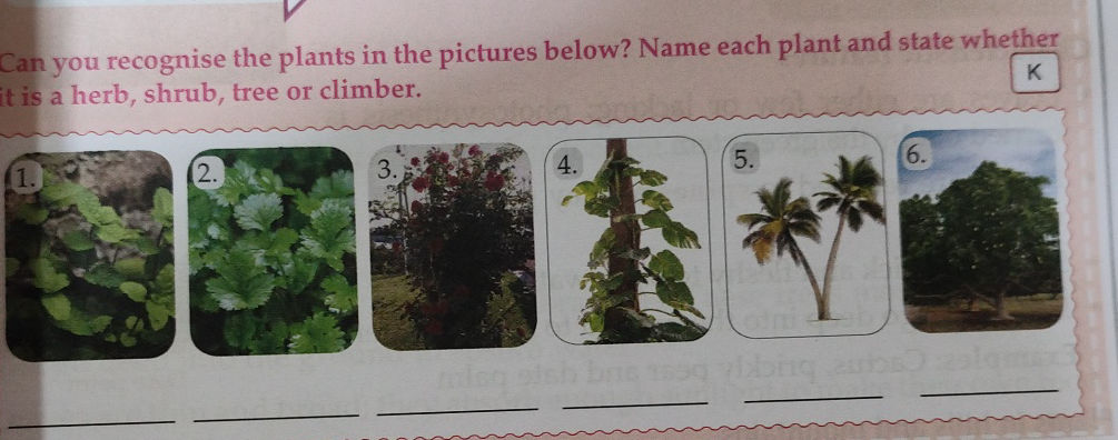 Can you recognise the plants in the pictures | StudyX