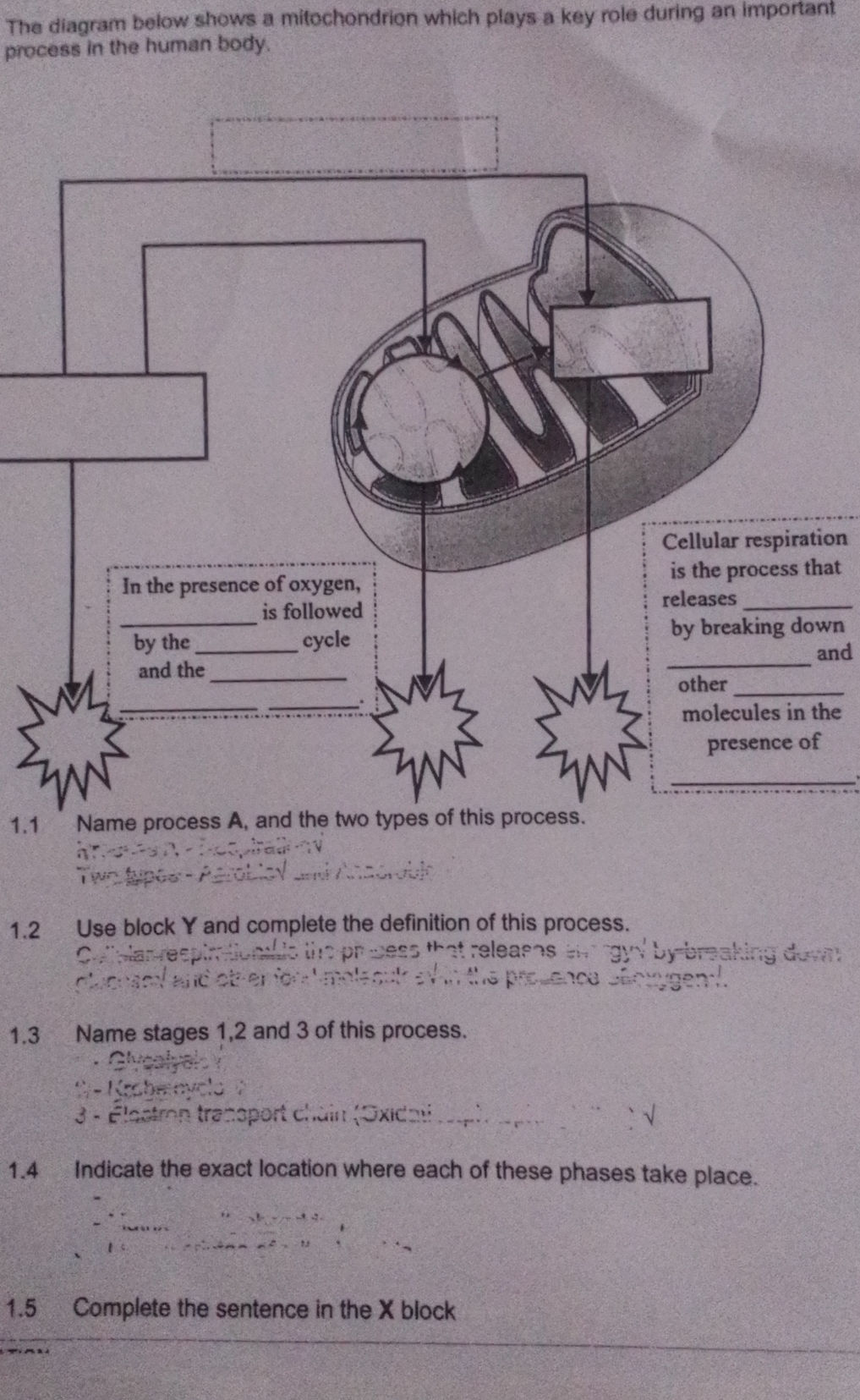 The diagram below shows a mitochondrion | StudyX