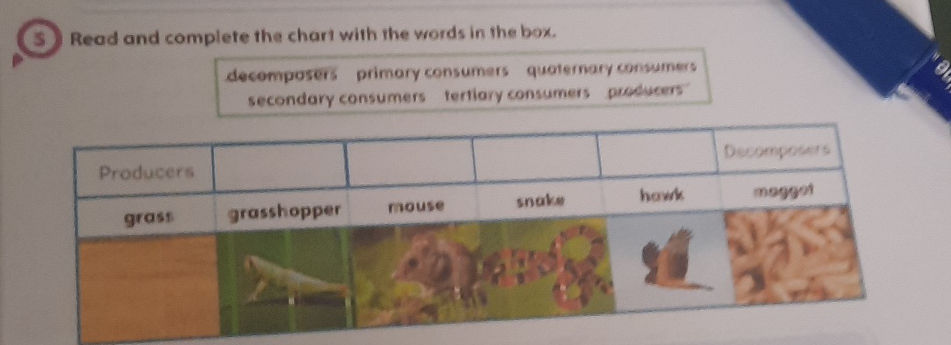 Read and complete the chart with the words | StudyX