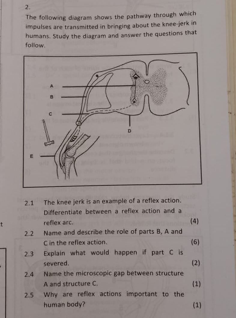 2. The following diagram shows the pathway | StudyX