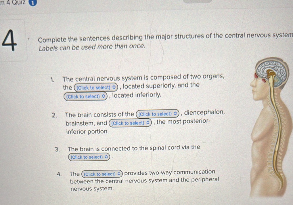 Complete the sentences describing the major