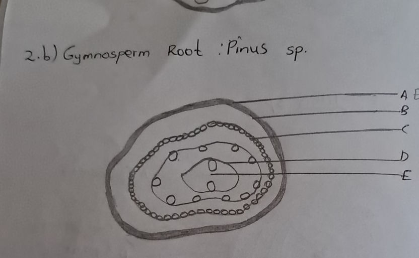 2.b) Gymnosperm Root :Pinus sp. A B C D E | StudyX
