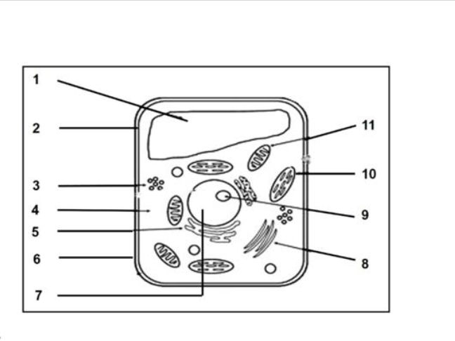 The image shows a diagram of a plant cell | StudyX