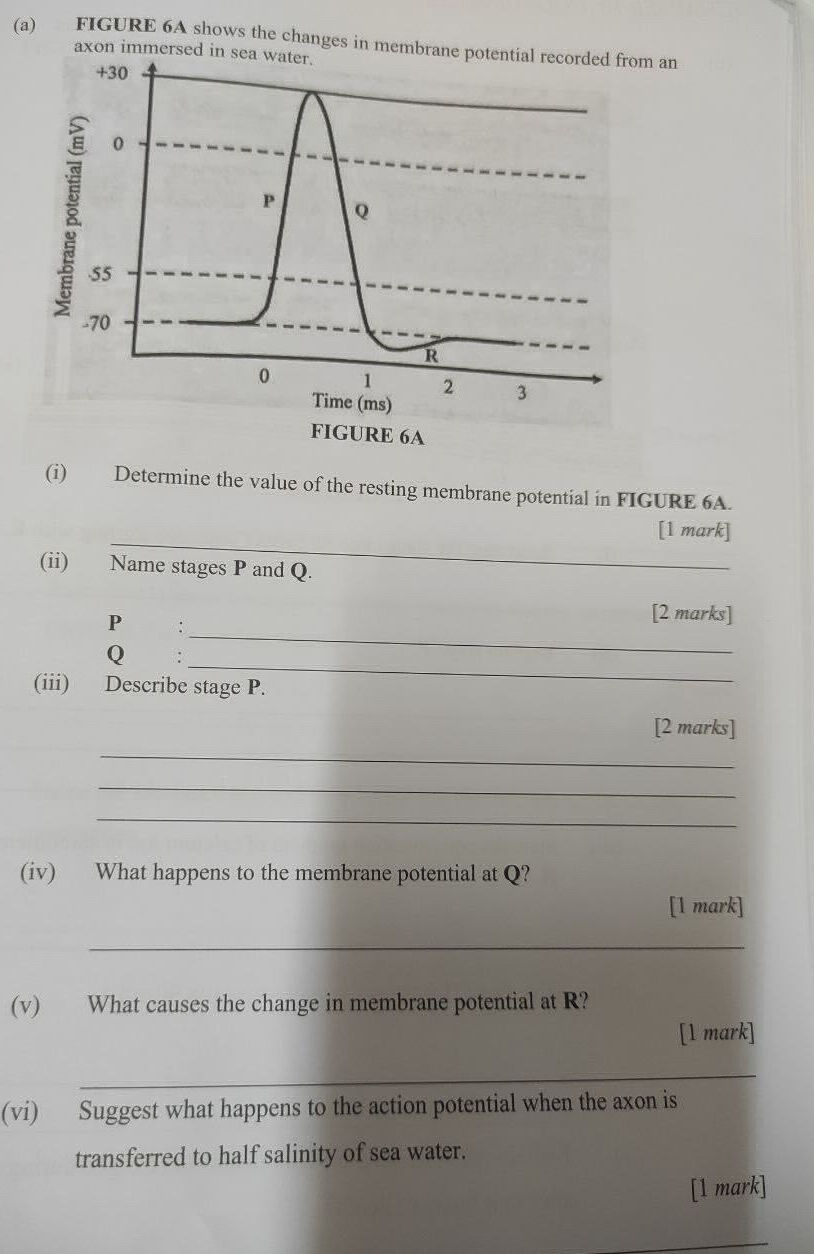 FIGURE 6A shows the changes in membrane | StudyX